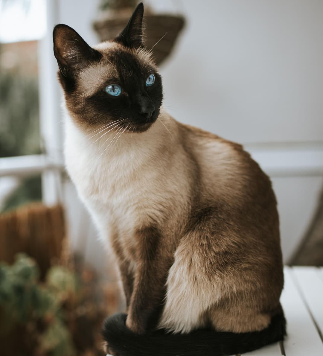 AI Pet to Human Generator: See Your Dog & Cat as Human Character